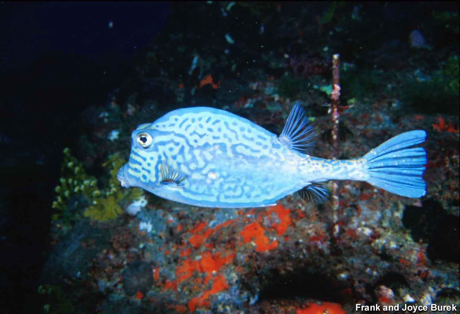 Wallpaper HD: Cowfish Pictures